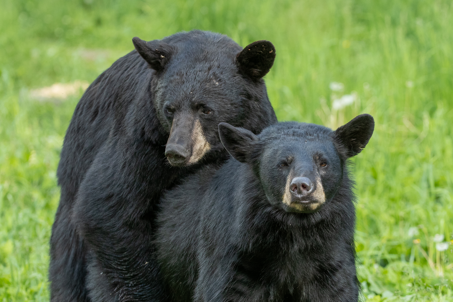The bear facts- Nature Smart- August 7, 2019 | Annandale Advocate