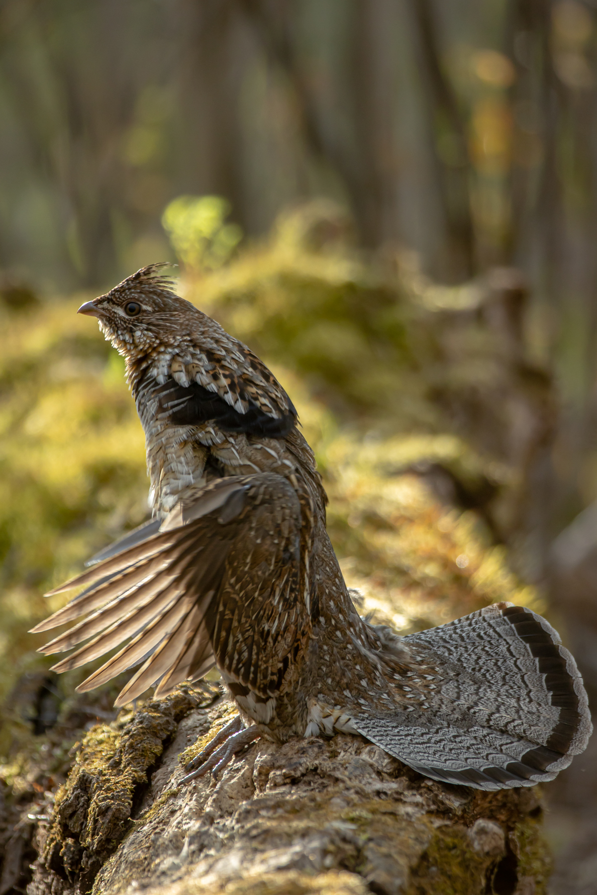 Getting up early for Ruffed Grouse | Annandale Advocate