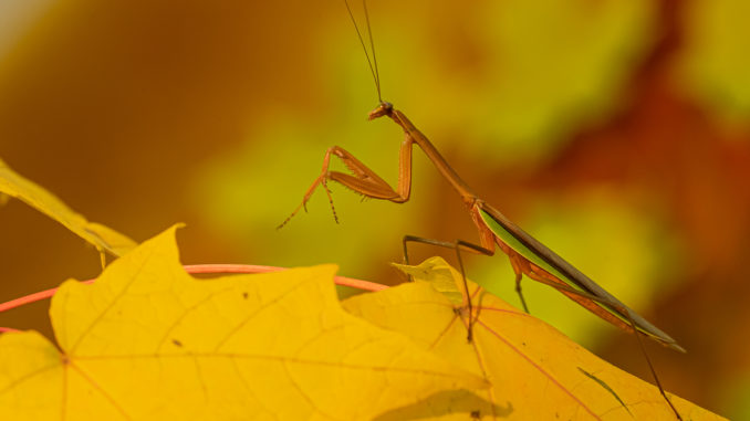 Amazing Praying Mantis | Annandale Advocate