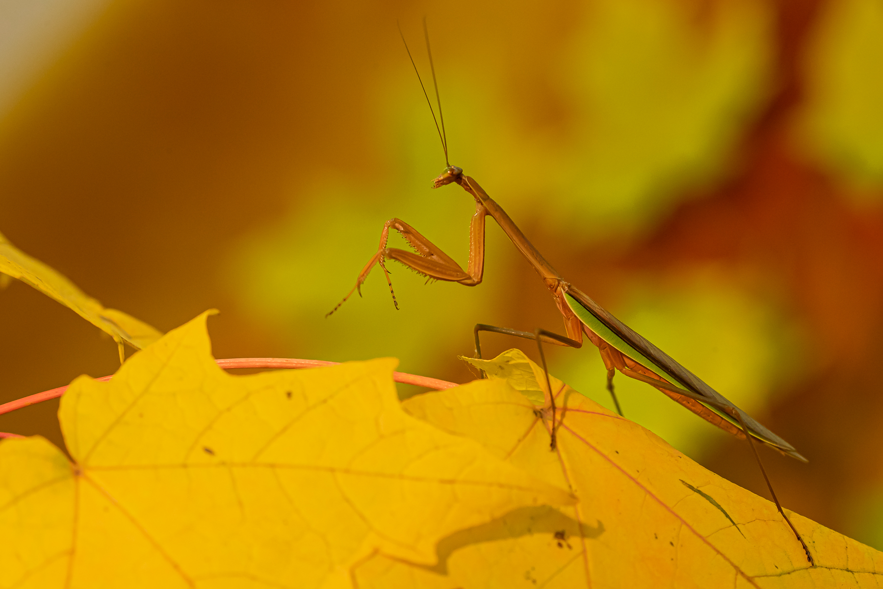 Amazing Praying Mantis | Annandale Advocate