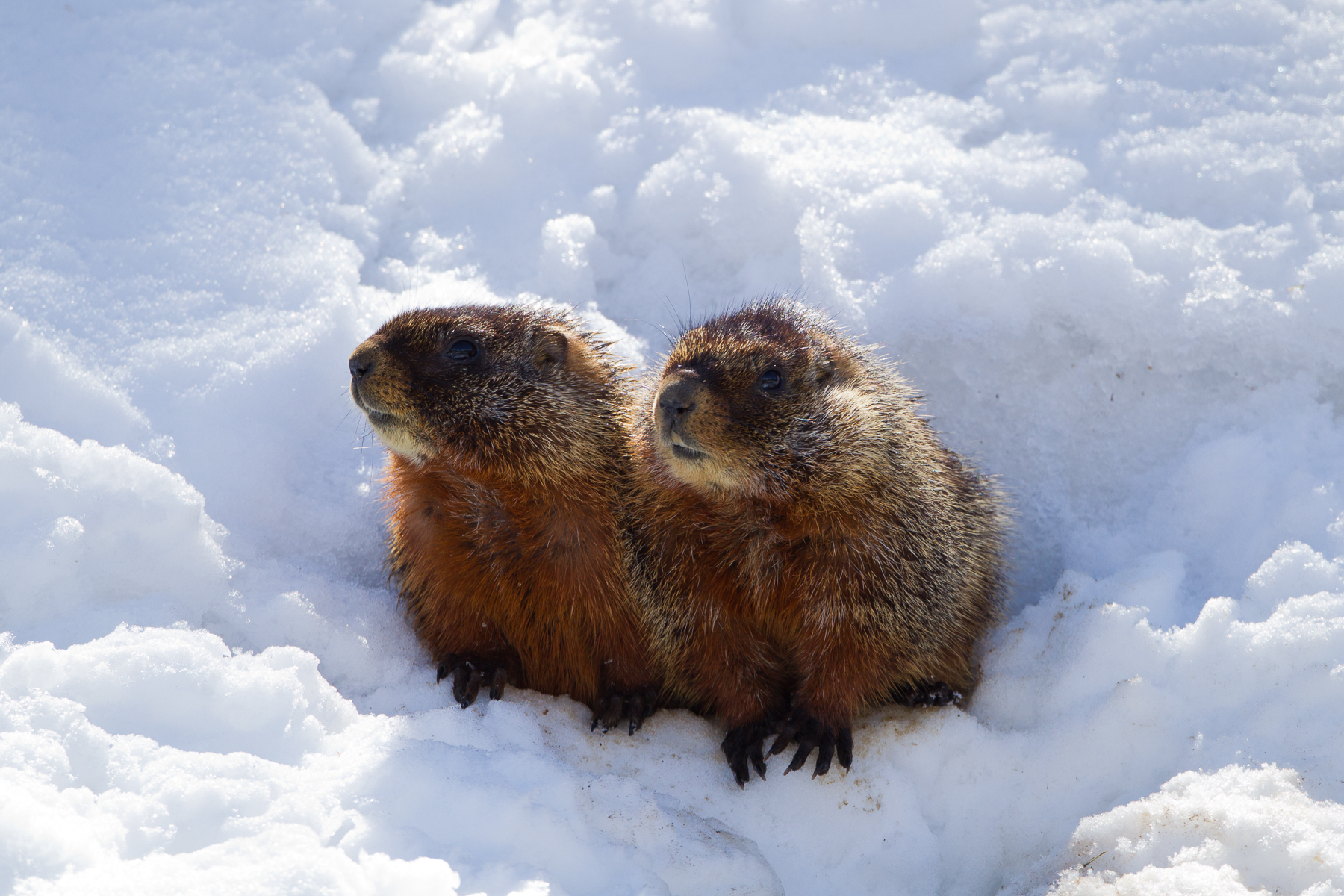 Learning about Woodchucks | Annandale Advocate