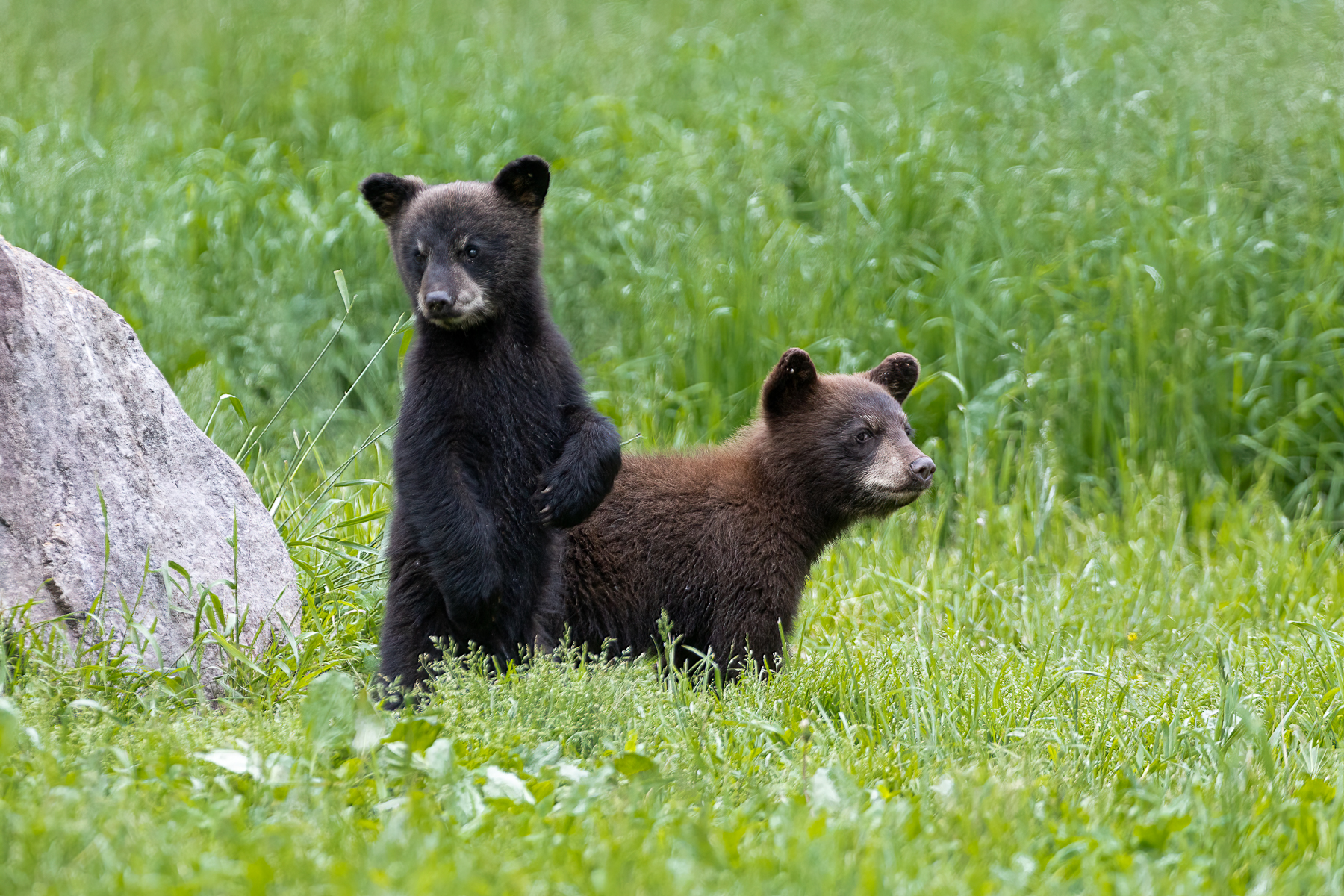These furry critters are darn cute | Annandale Advocate