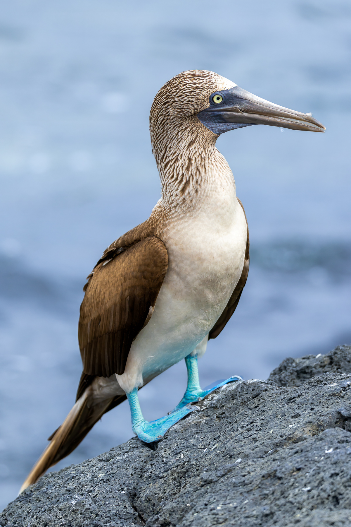 Where does a bird’s name come from? | Annandale Advocate