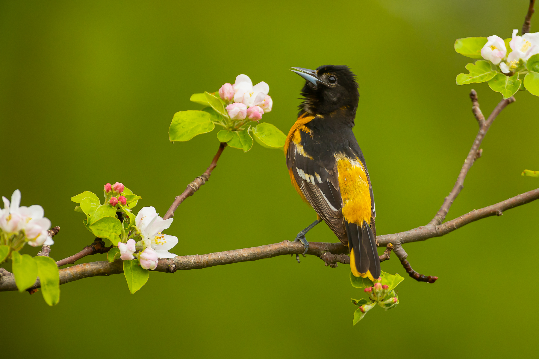 Orioles, truly hometown American birds | Annandale Advocate